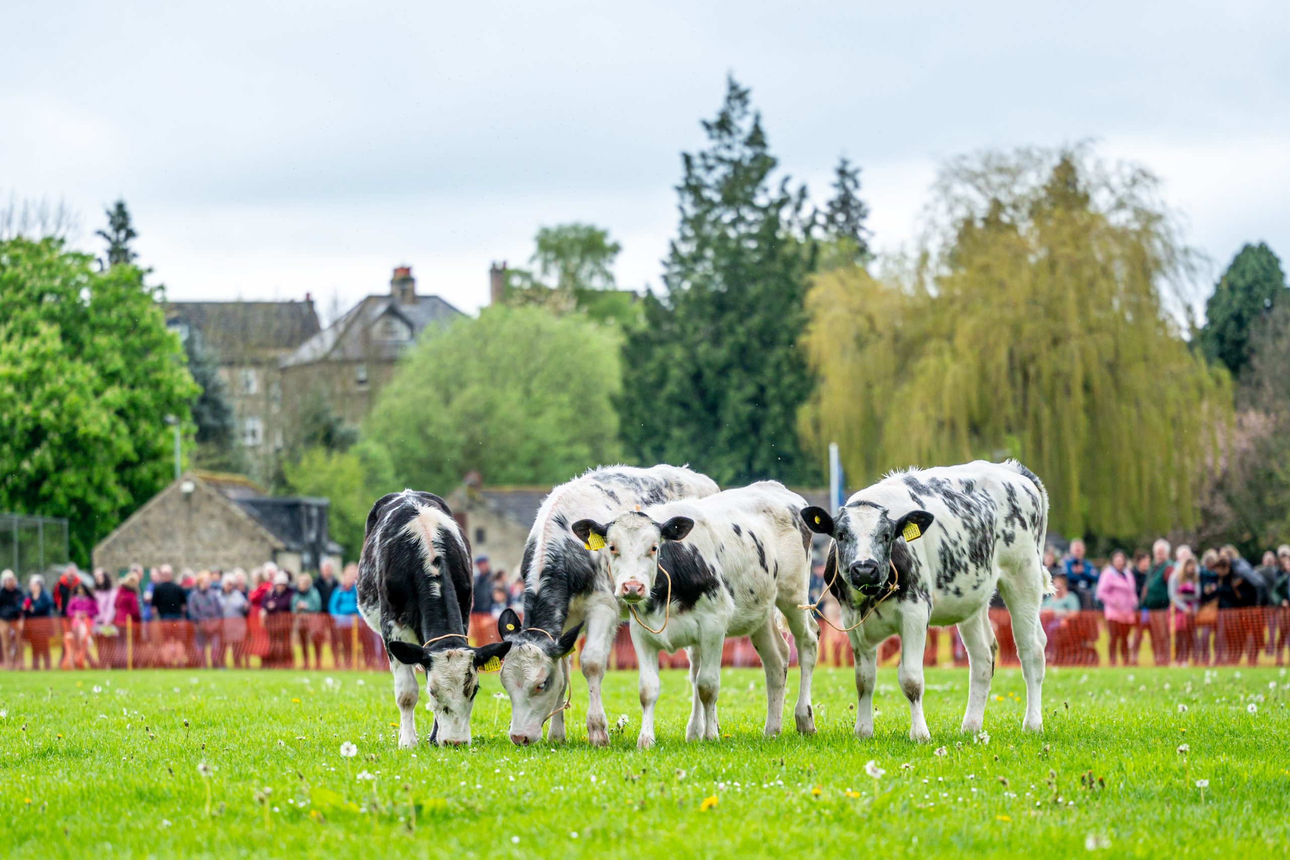 Masham Cow Pat-5 - Visit Masham